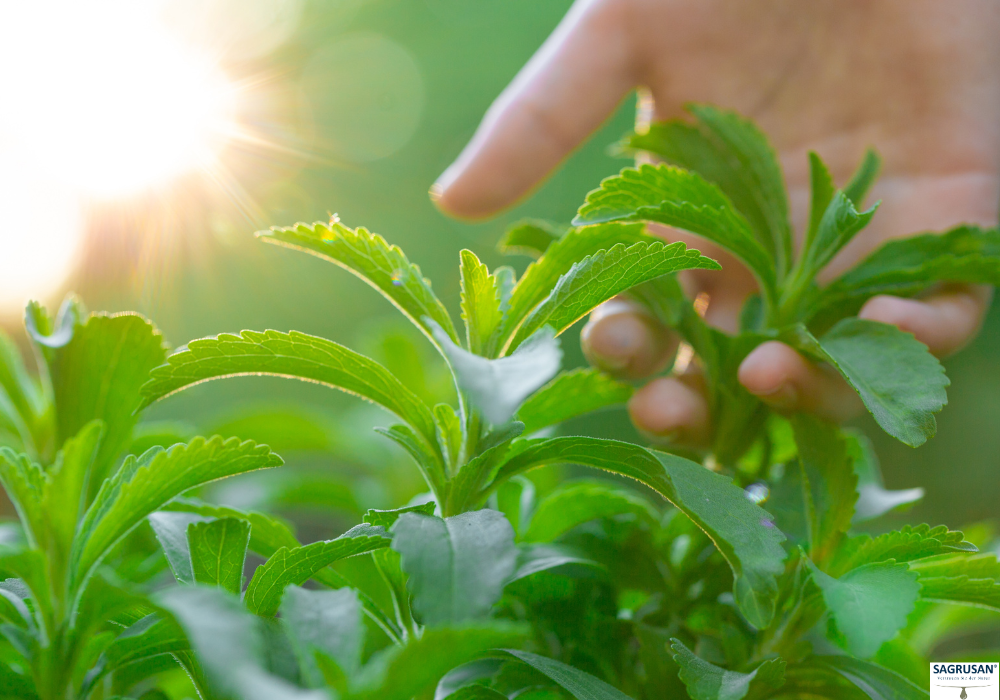 Glykoside | Alles, was Sie wissen müssen